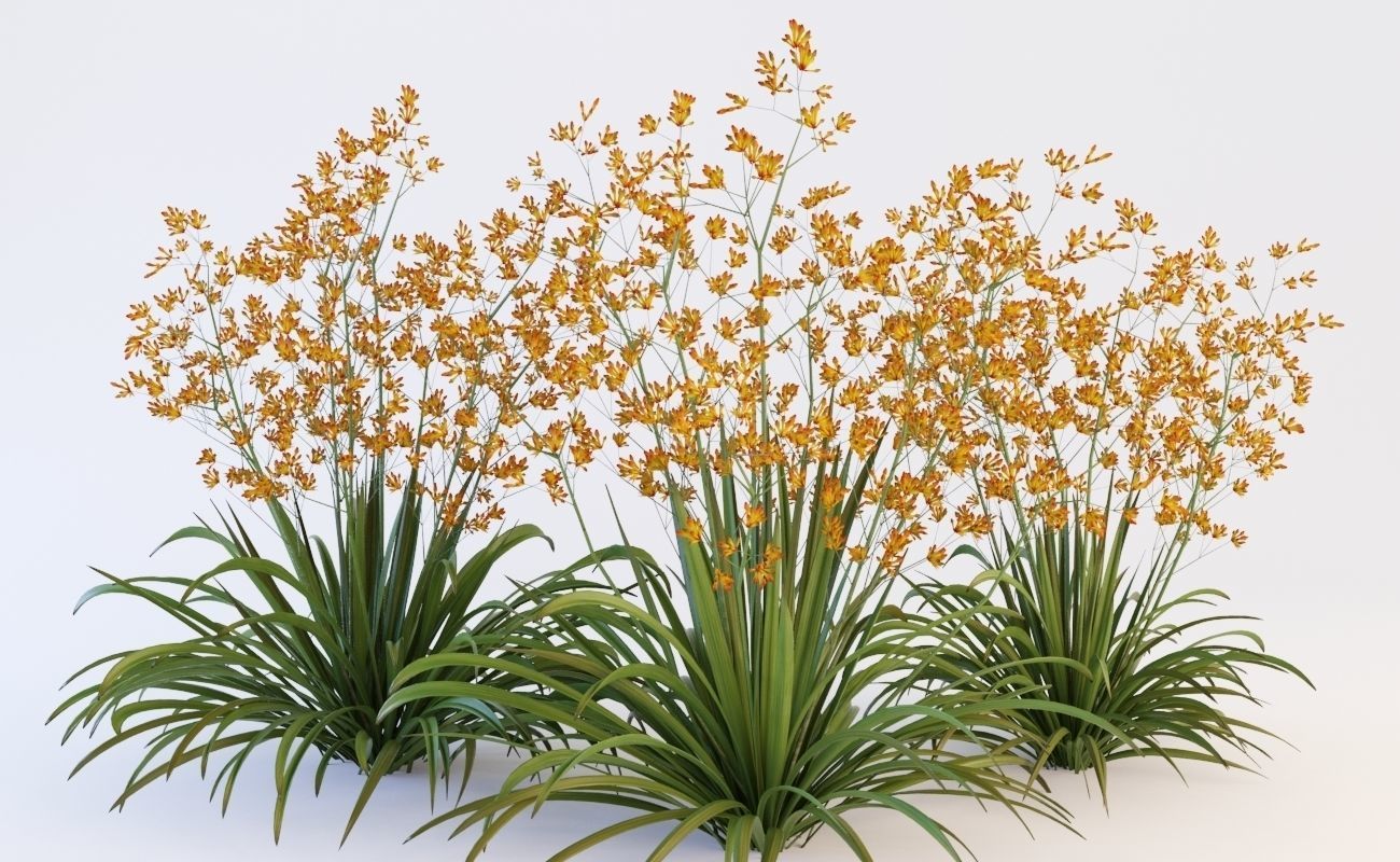 Plant orange flowers 3D model | CGTrader