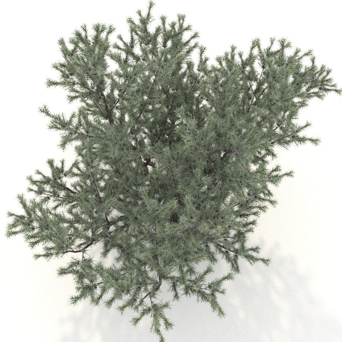 3D model juniper01 VR / AR / low-poly | CGTrader