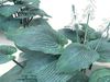 Hosta Blue Angel 3D model | CGTrader