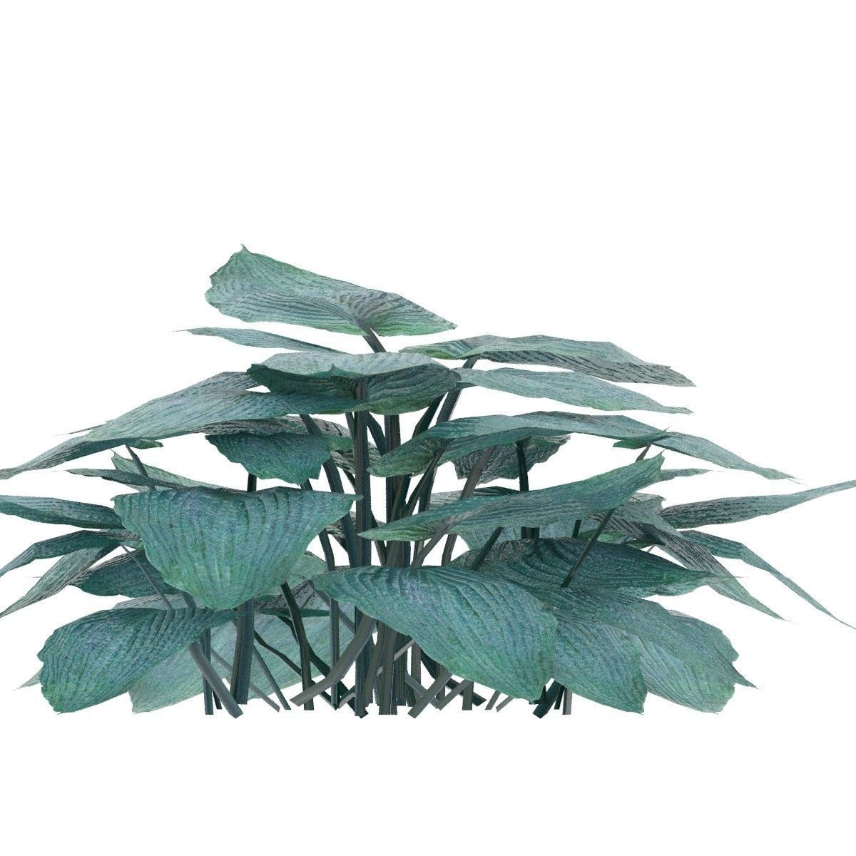 Hosta Blue Angel 3D model | CGTrader