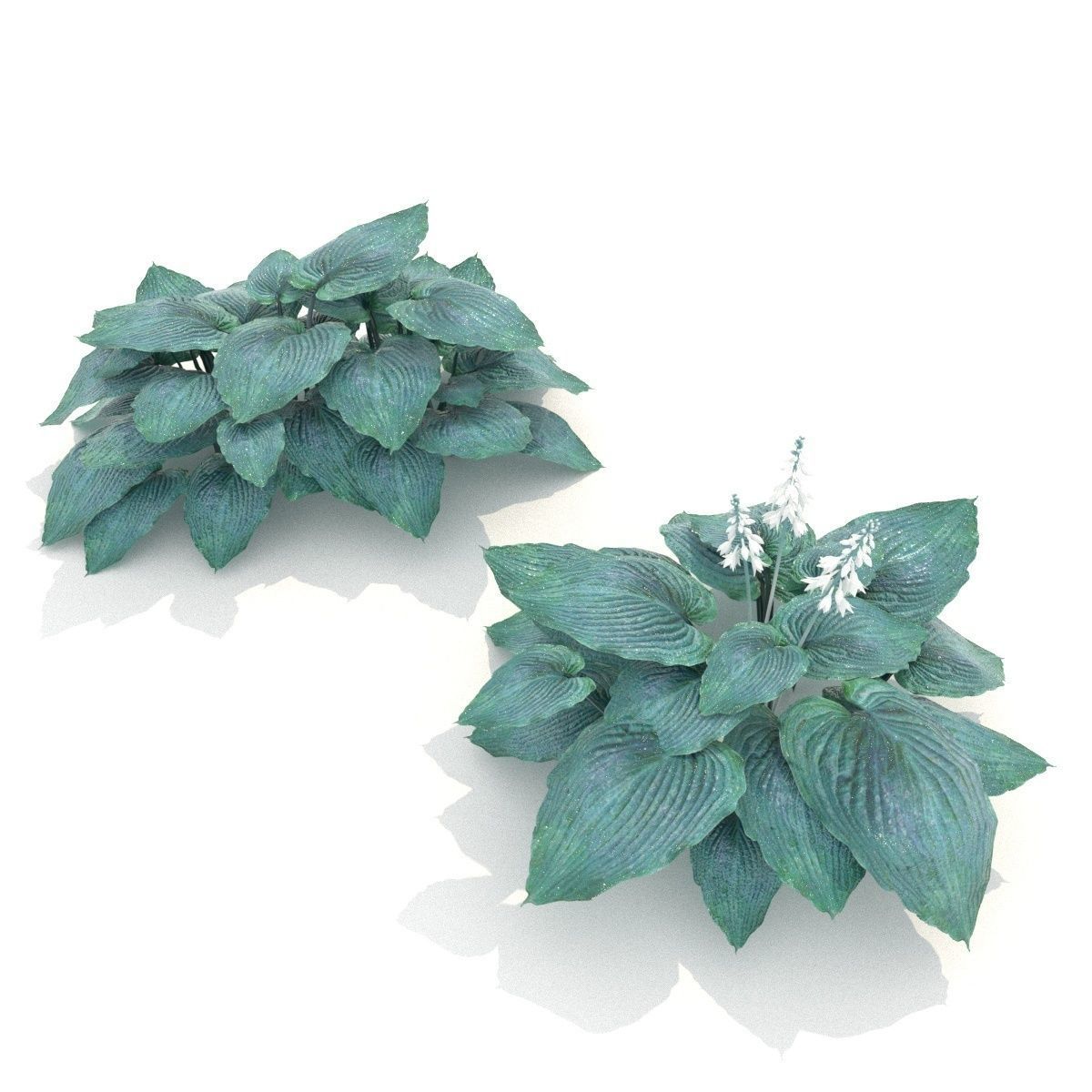 Hosta Blue Angel 3D model | CGTrader
