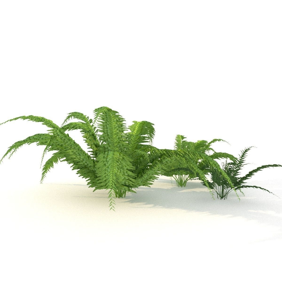 Simple Fern 3D model rigged | CGTrader