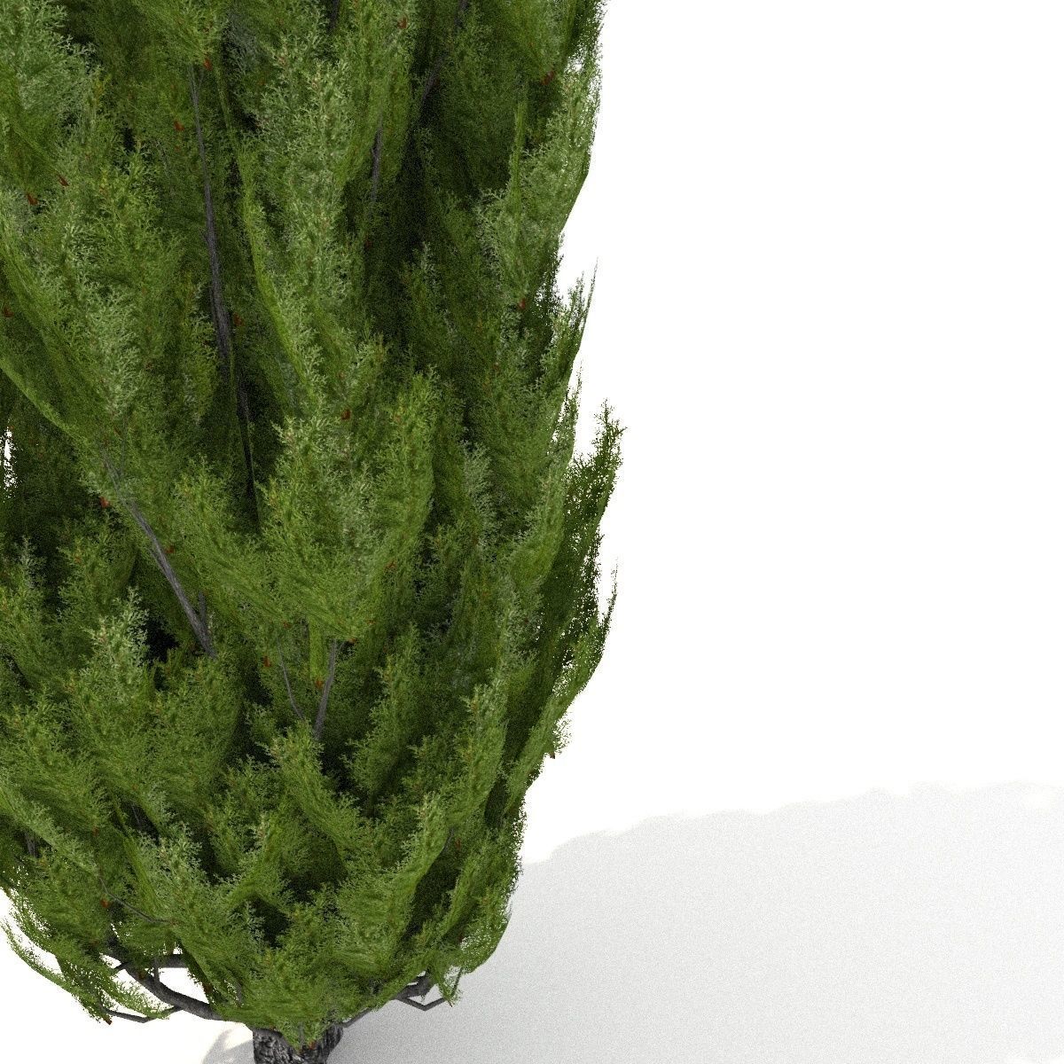 3D model Cypress tree VR / AR / low-poly | CGTrader