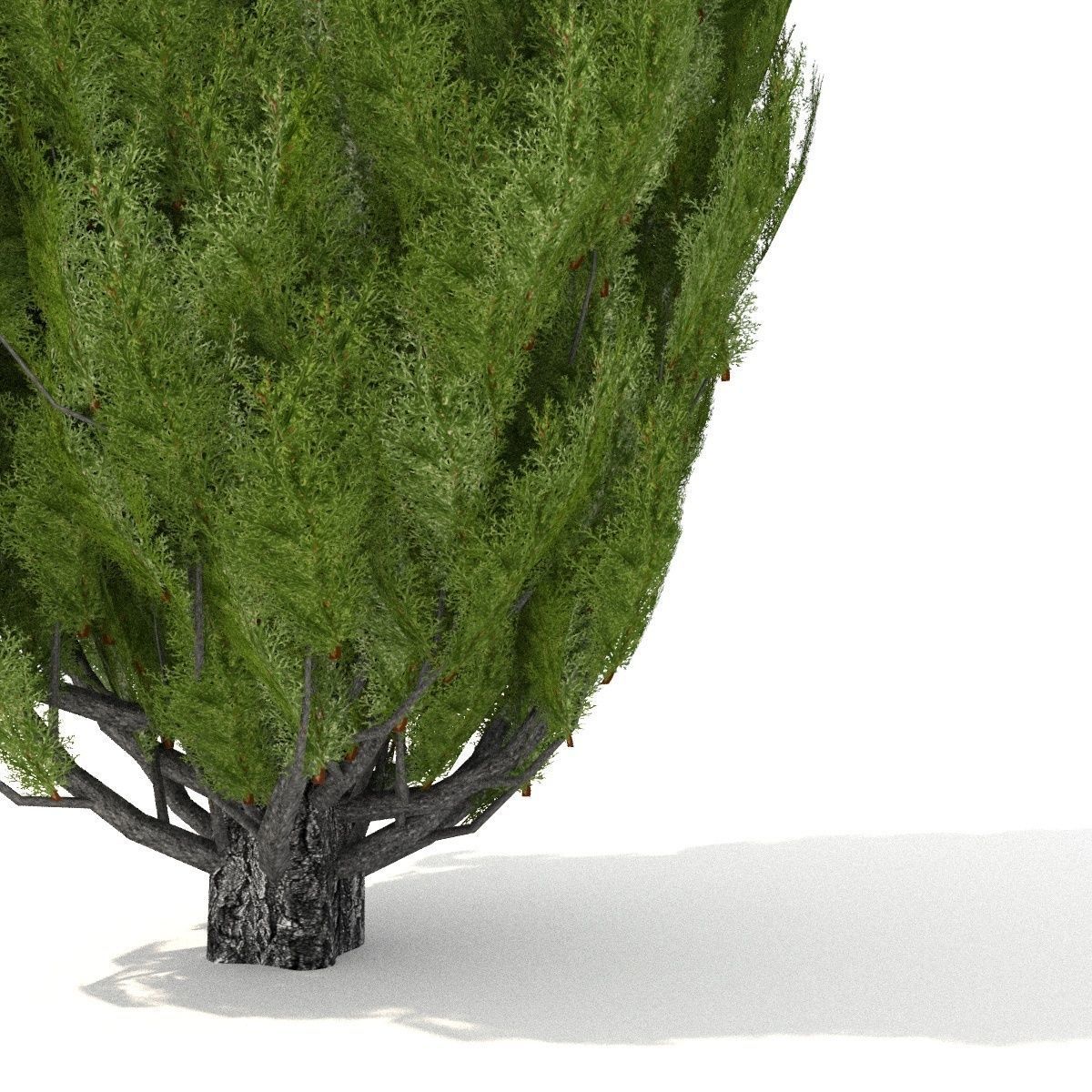 3D model Cypress tree VR / AR / low-poly | CGTrader
