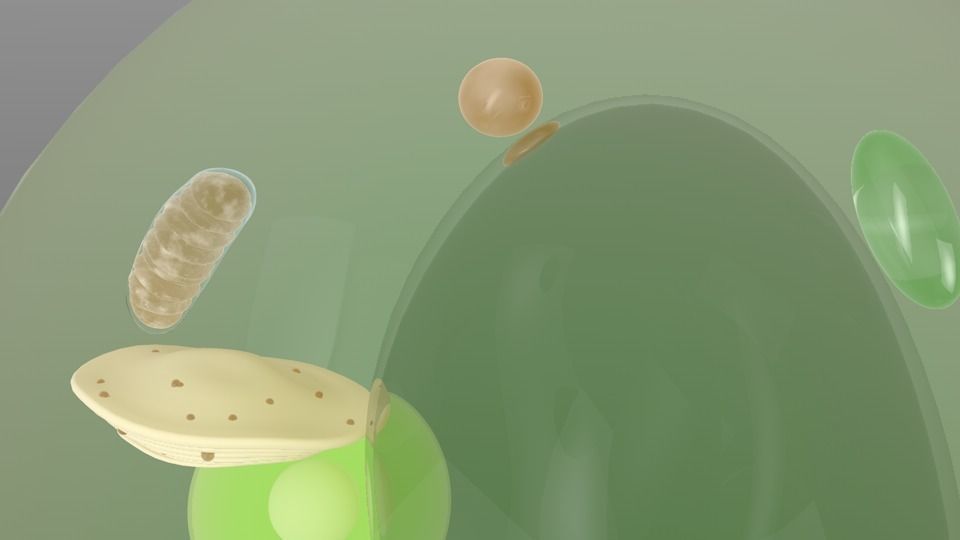 Scientific model of a Plant Cell 3D 3D model | CGTrader