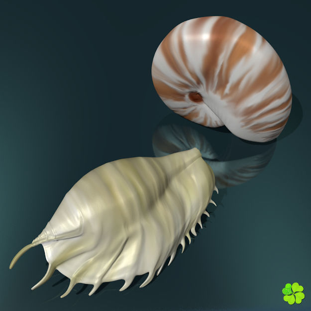 3D model Realistic shells low poly shell VR / AR / low-poly | CGTrader