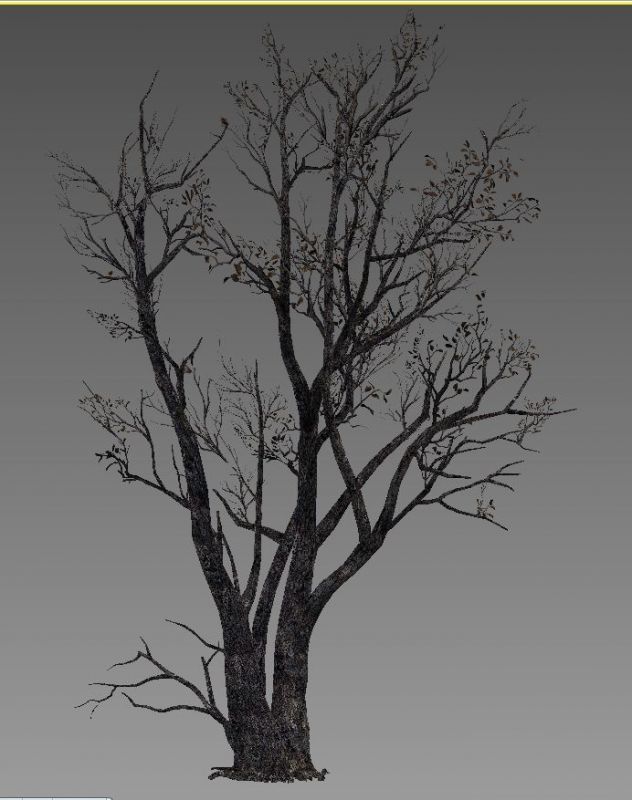 3D model Ancient Tree V7 VR / AR / low-poly | CGTrader