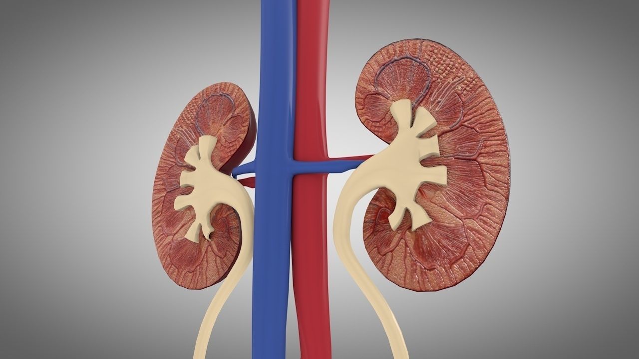 3D model Human Kidney and Urinary System VR / AR / low-poly | CGTrader