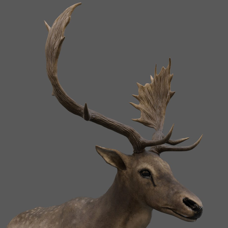 3D model Fallow Deer Male VR / AR / low-poly | CGTrader