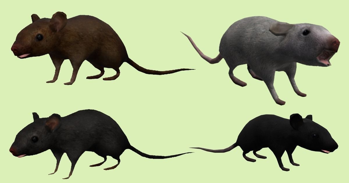 3D model Mouse lowpoly VR / AR / low-poly rigged animated | CGTrader