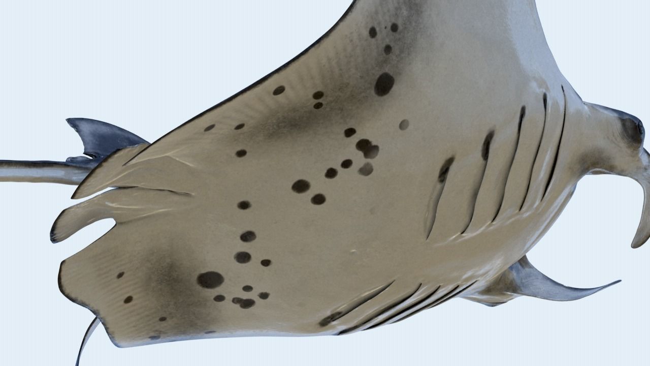 3D model Manta ray rigged and animated for Cinema 4d VR / AR / low-poly ...