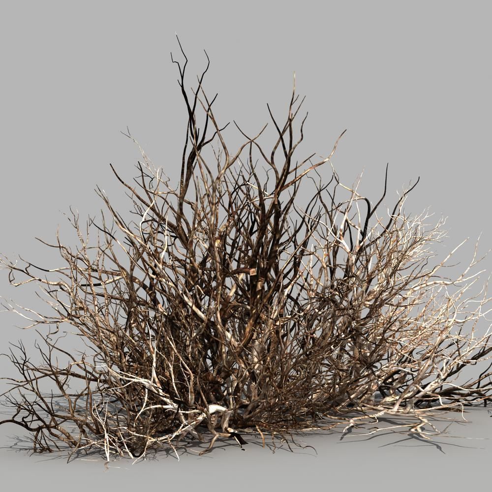 Dry Sparsifolia 3D model | CGTrader