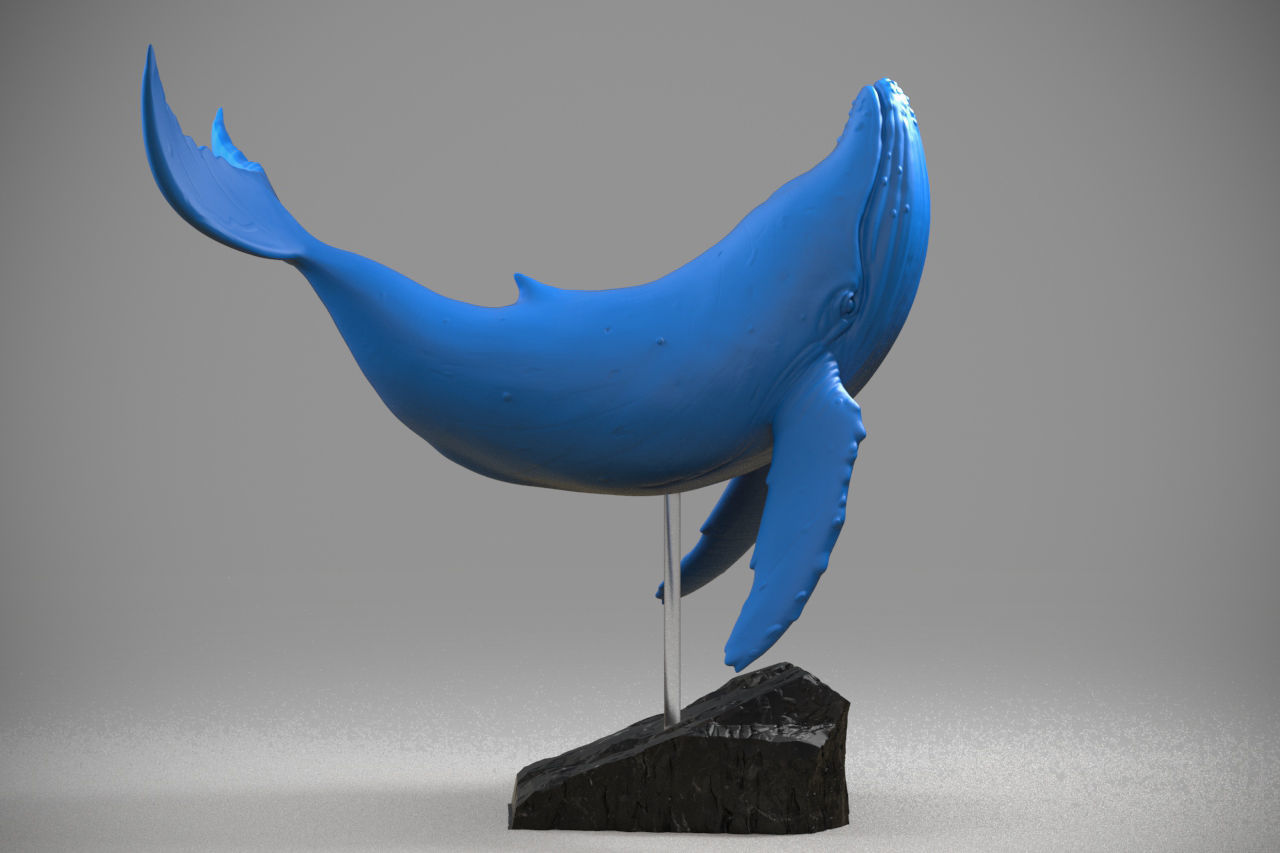 Blue Whale free 3D model 3D printable | CGTrader