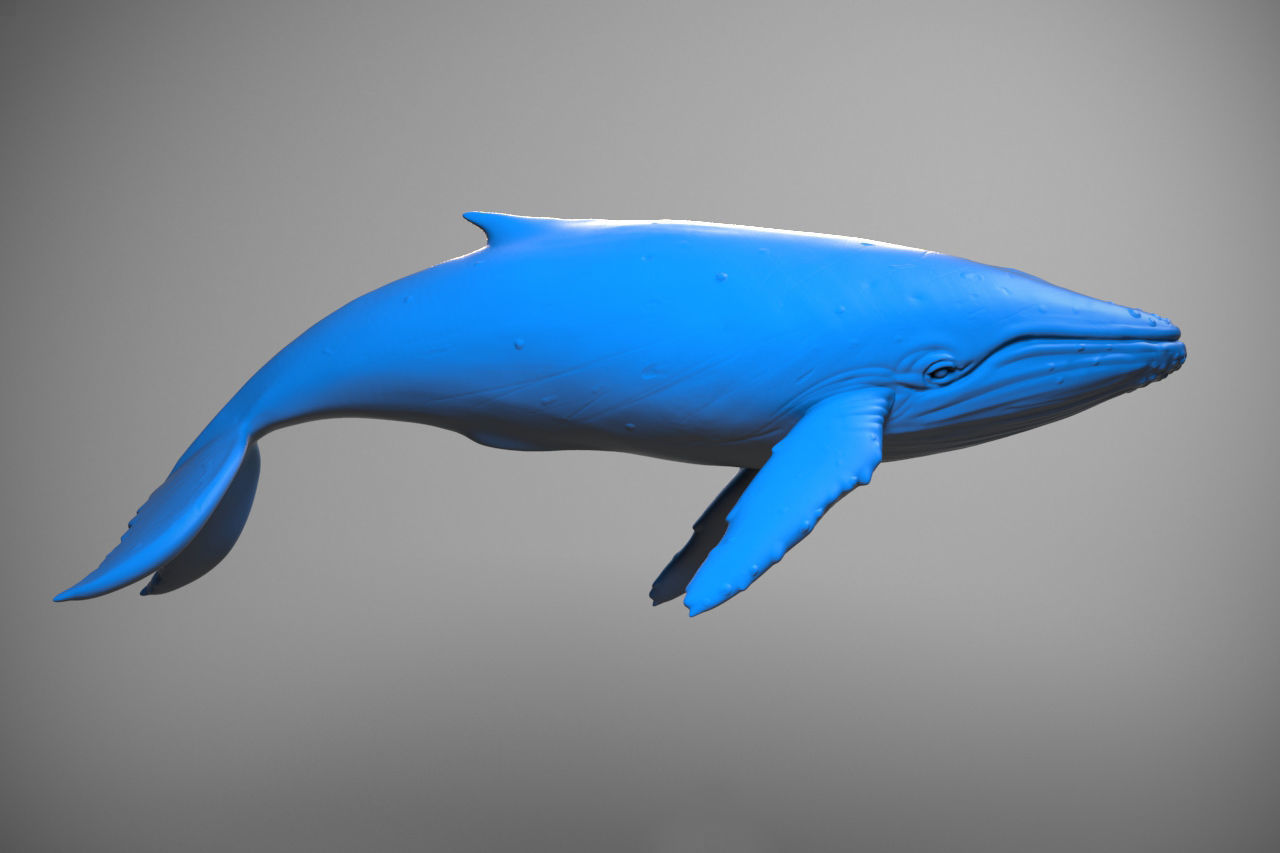 Blue Whale free 3D model 3D printable | CGTrader