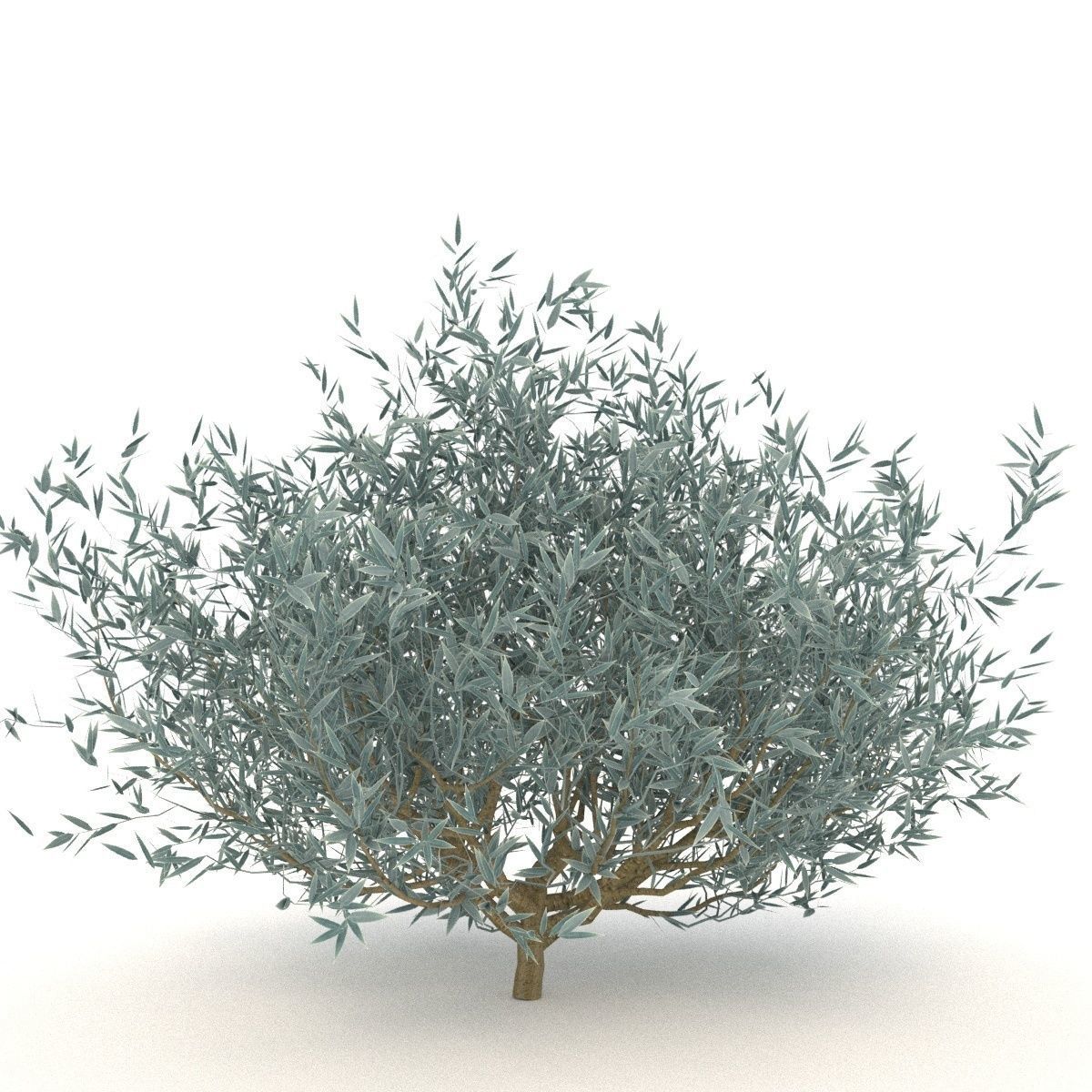 Silverberry elaeagnus tree 3D model | CGTrader