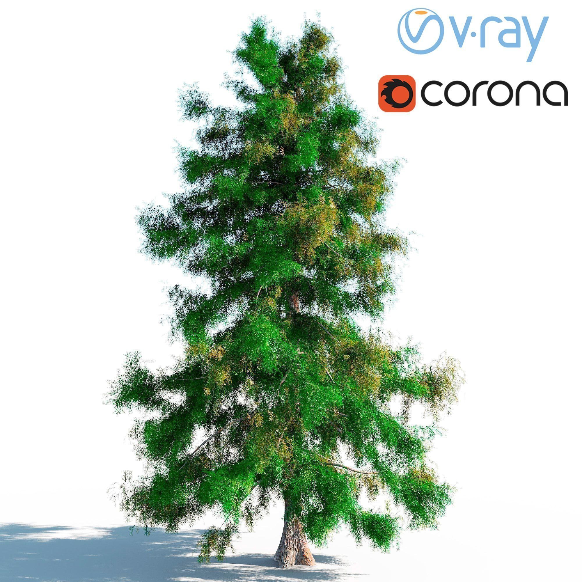 Cedar Tree No 1 3D model | CGTrader