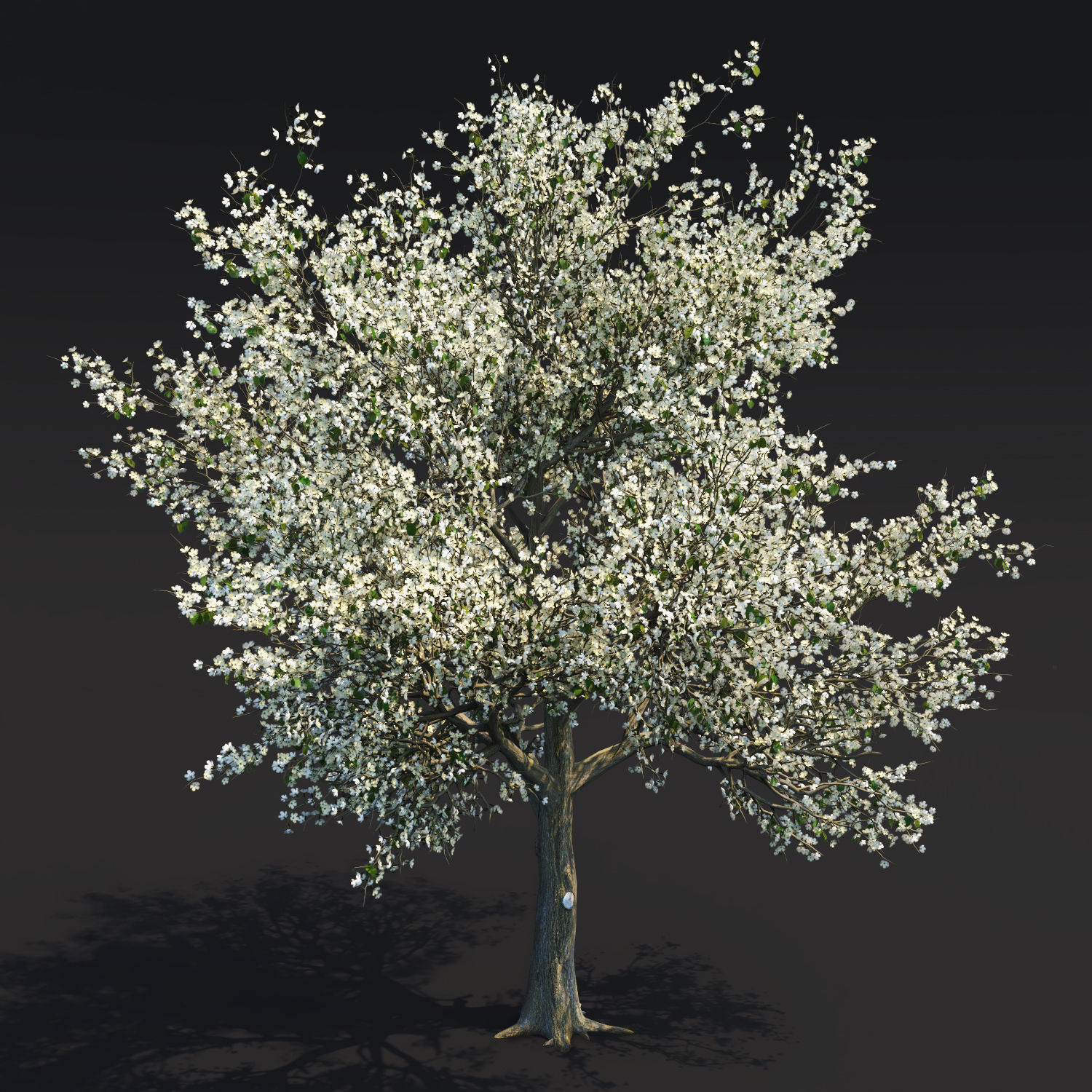 Apple Tree 1 Vray 3D model | CGTrader