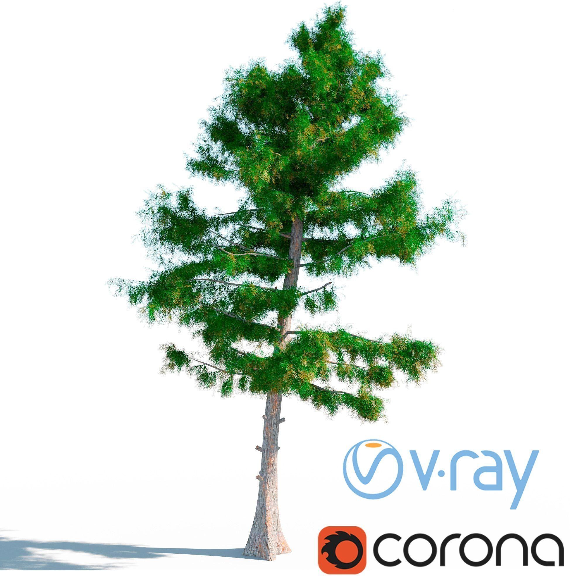 Cedar Tree No 3 3D model | CGTrader
