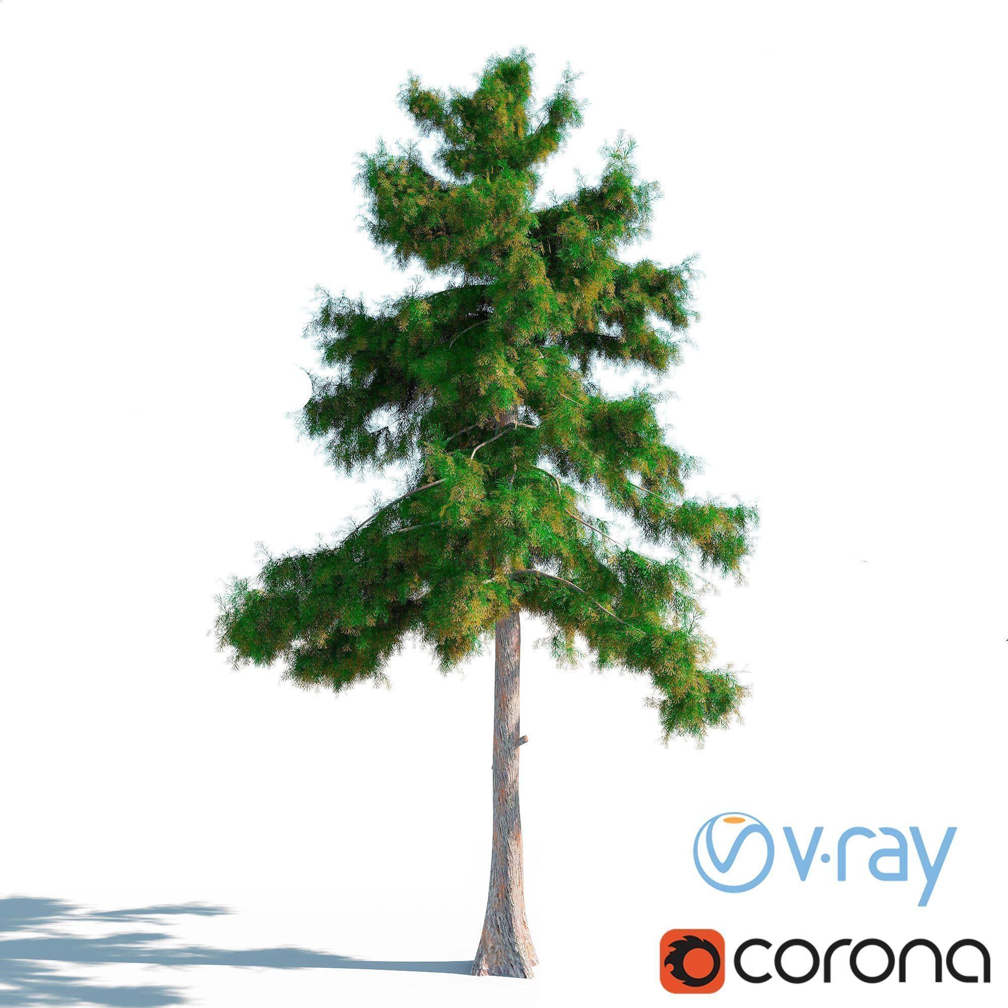 Cedar Tree No 5 3D model | CGTrader