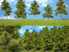Cedar Tree Collection 5 Models 3D model | CGTrader