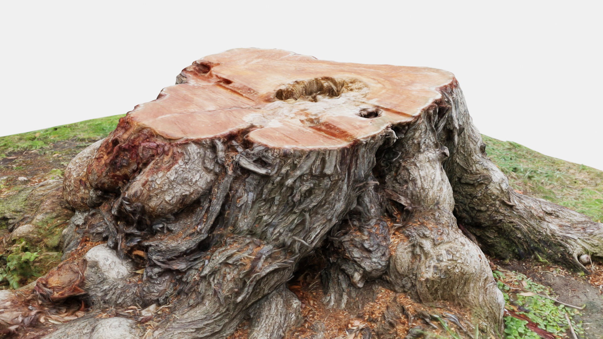 3D model 2 Tree Trunk Stumps - Photogrammetry Scans VR / AR / low-poly ...