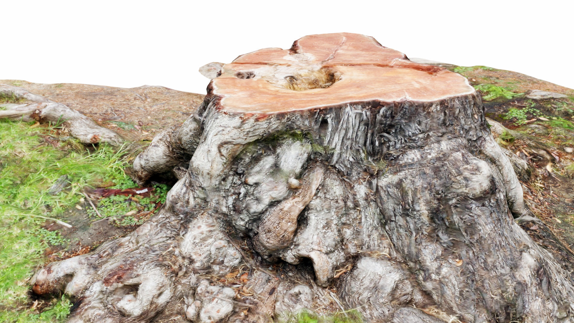 3D model 2 Tree Trunk Stumps - Photogrammetry Scans VR / AR / low-poly ...