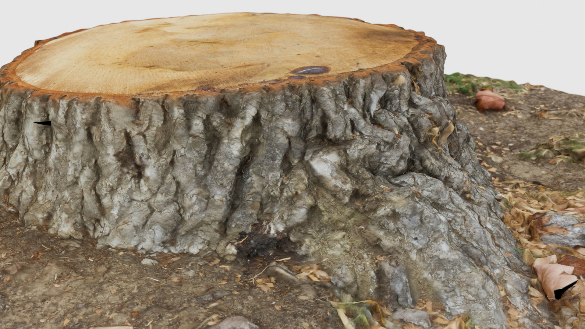 3D model 2 Tree Trunk Stumps - Photogrammetry Scans VR / AR / low-poly ...