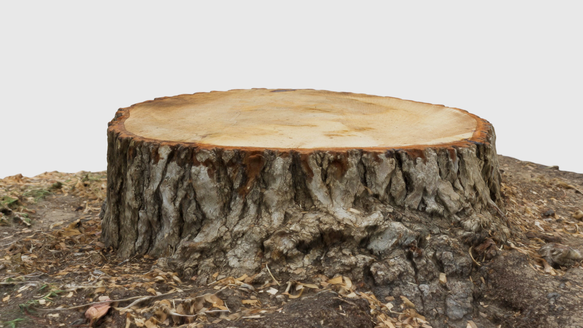 3D model 2 Tree Trunk Stumps - Photogrammetry Scans VR / AR / low-poly ...