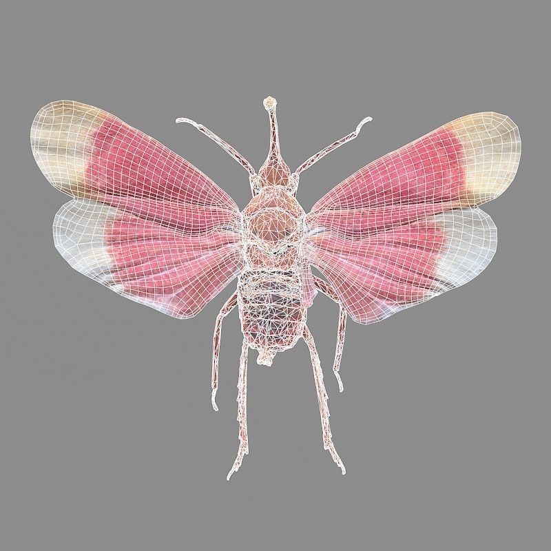 3D model Cicada Pyrops Hamdjahi Peleng Insect VR / AR / low-poly | CGTrader