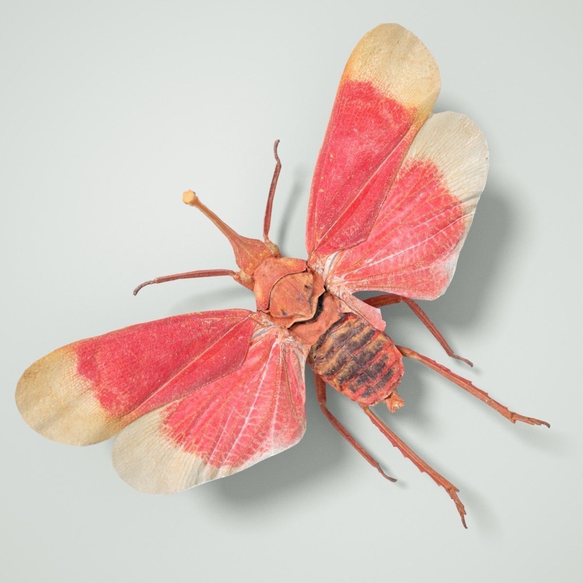 3D model Cicada Pyrops Hamdjahi Peleng Insect VR / AR / low-poly | CGTrader