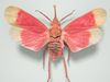 3D model Cicada Pyrops Hamdjahi Peleng Insect VR / AR / low-poly | CGTrader