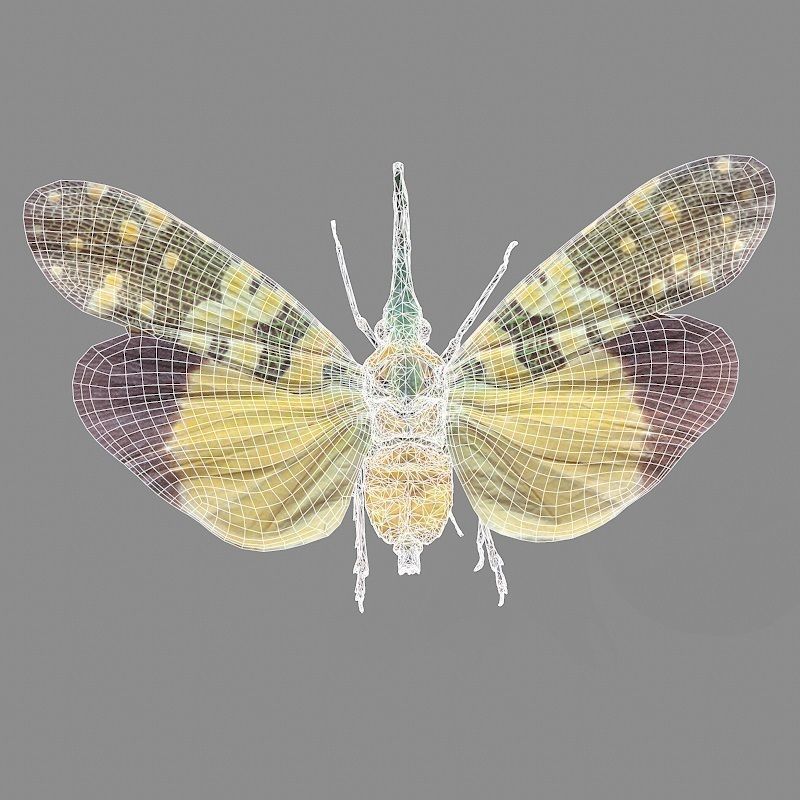 3D model Cicada Pyrops Spinolae Cambodia Insect VR / AR / low-poly ...
