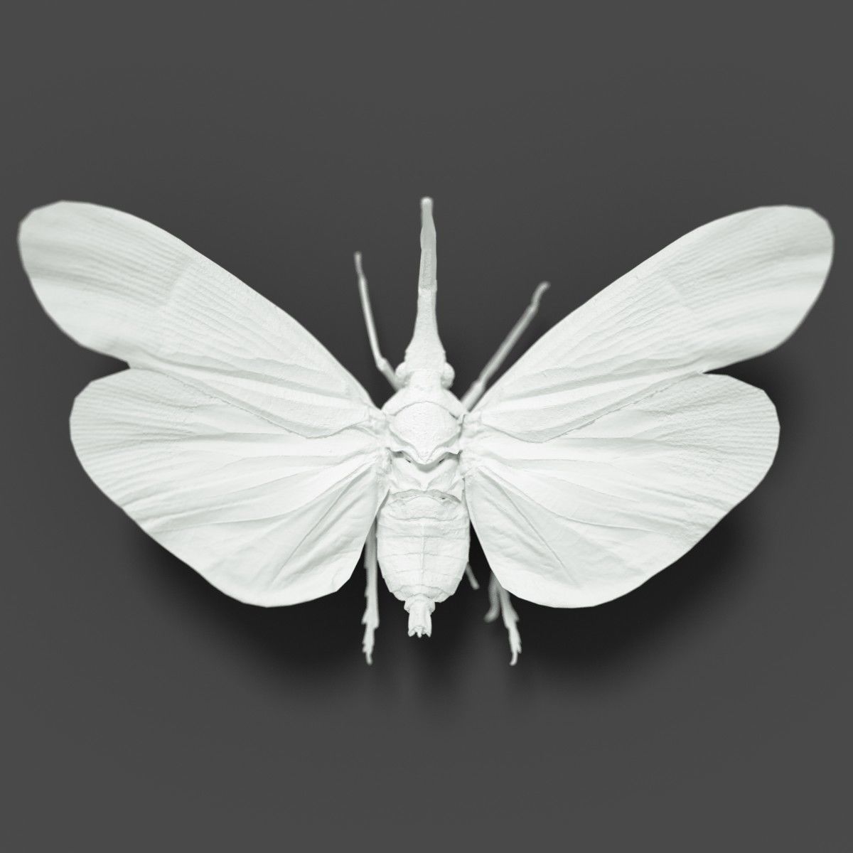 3D model Cicada Pyrops Spinolae Cambodia Insect VR / AR / low-poly ...