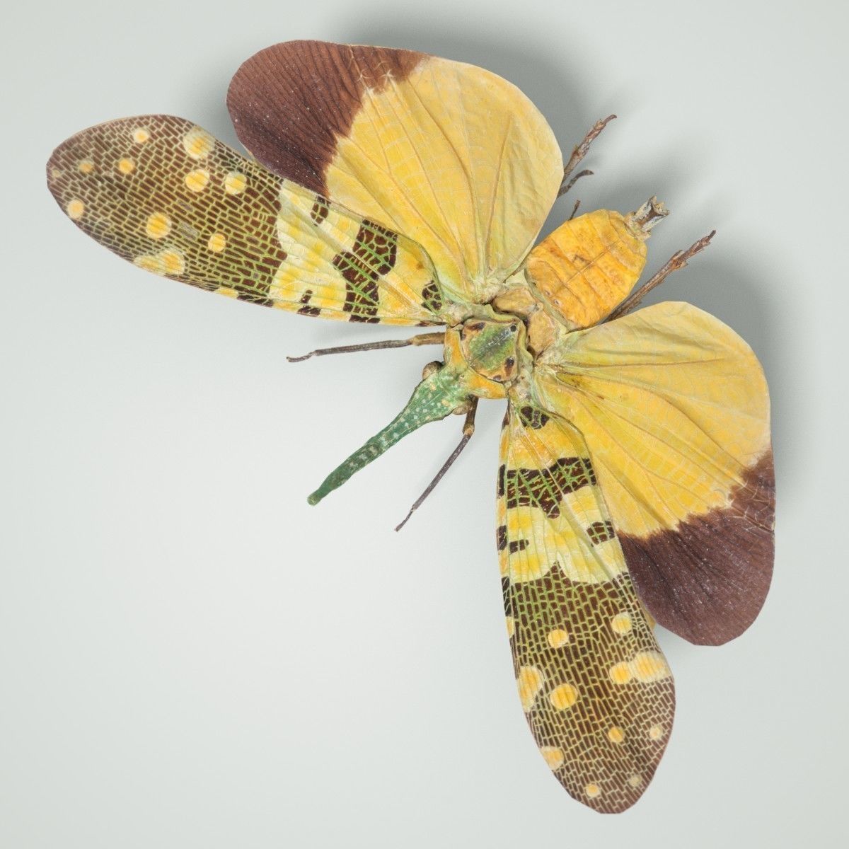 3D model Cicada Pyrops Spinolae Cambodia Insect VR / AR / low-poly ...