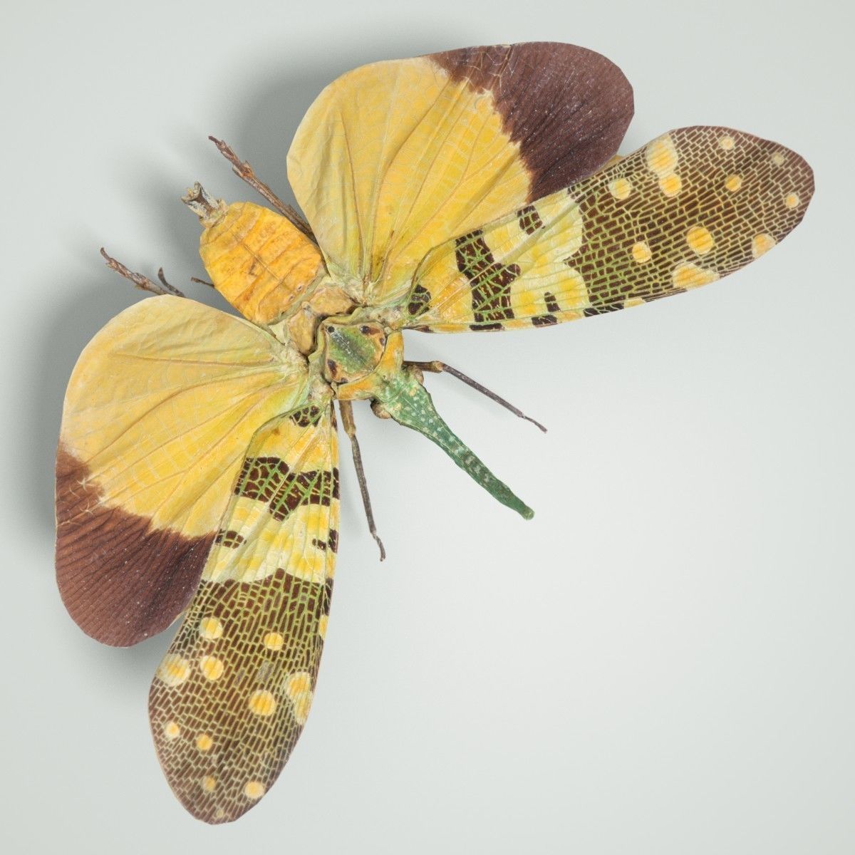 3D model Cicada Pyrops Spinolae Cambodia Insect VR / AR / low-poly ...