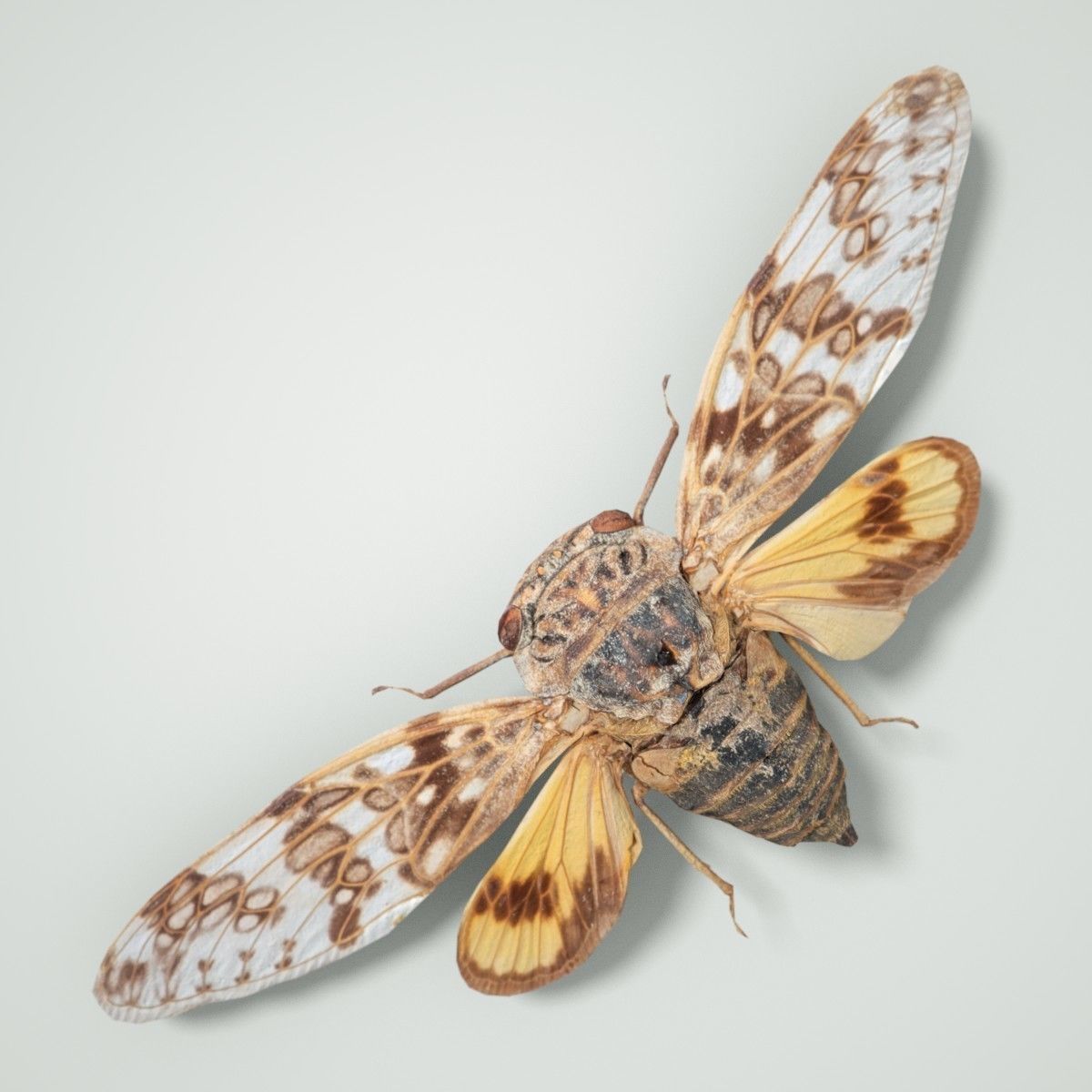 3D model Cicada Platypleura Fulvigera Singapore Insect VR / AR / low ...