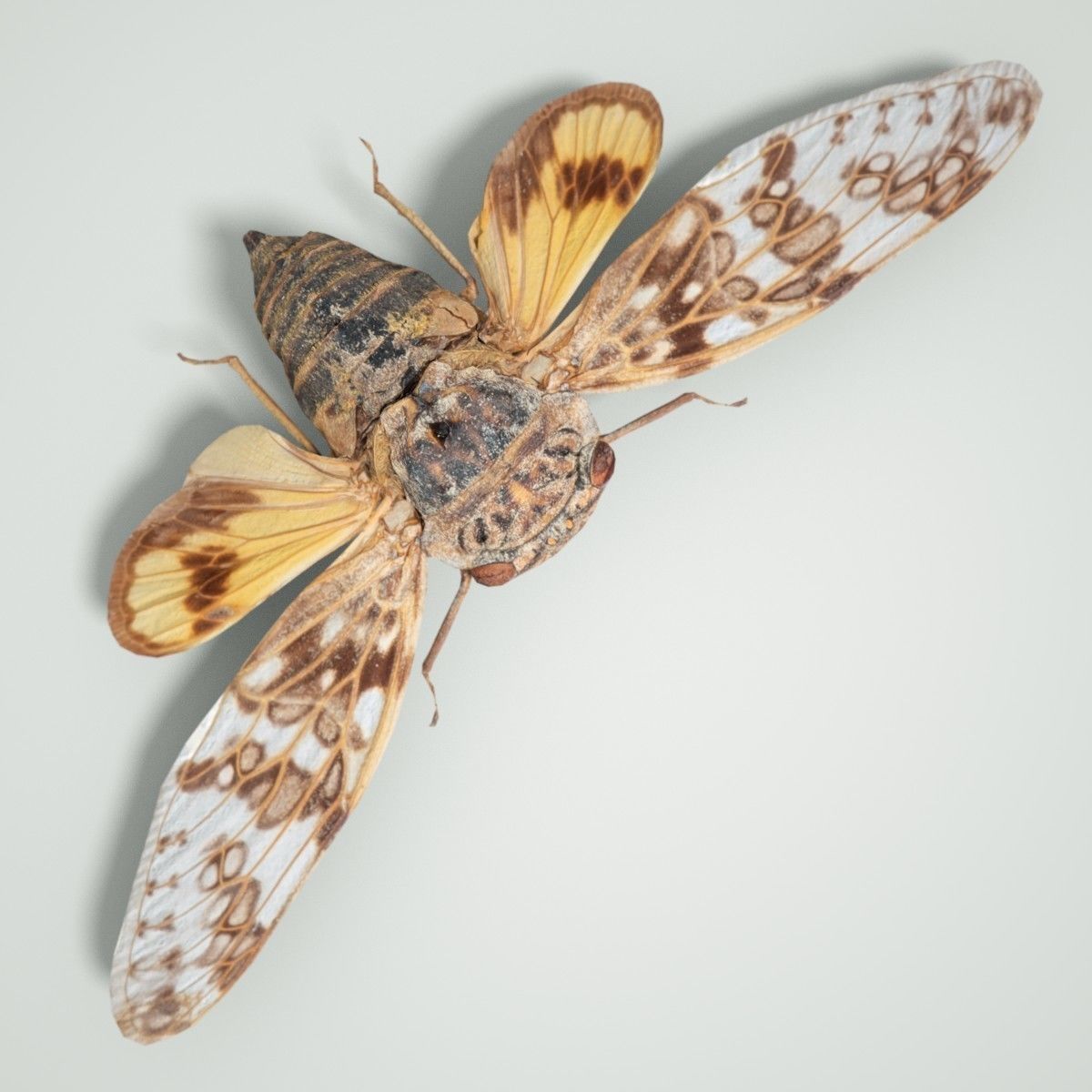 3D model Cicada Platypleura Fulvigera Singapore Insect VR / AR / low ...