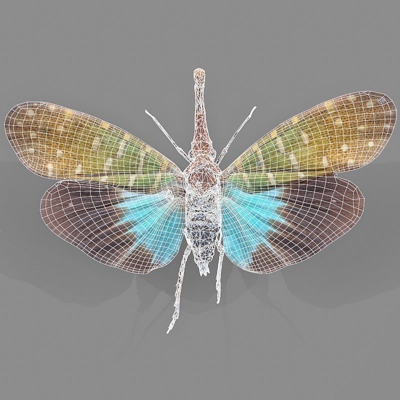 3D model Cicada Pyrops Pyrorgyncha Borneo Insect VR / AR / low-poly ...