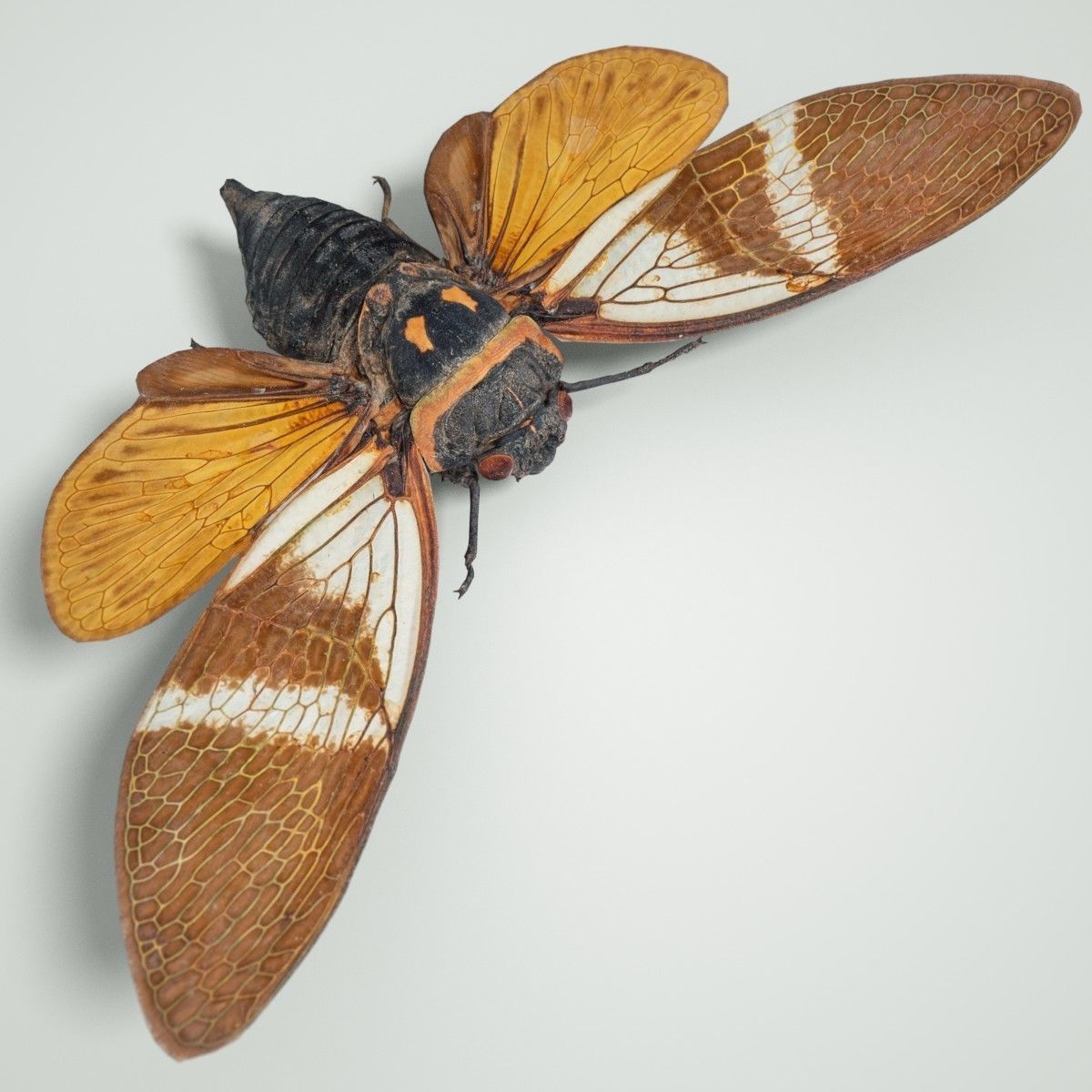 3D model Cicada Anhamia Floridula Vietnam Insect VR / AR / low-poly ...