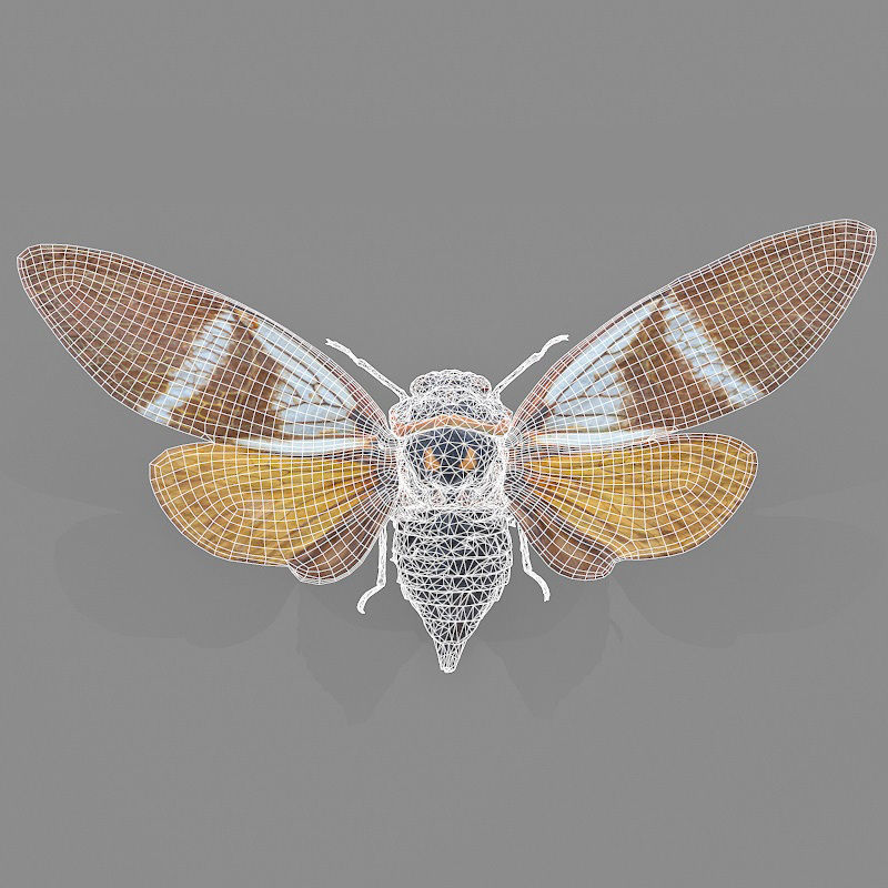 3D model Cicada Anhamia Floridula Vietnam Insect VR / AR / low-poly ...