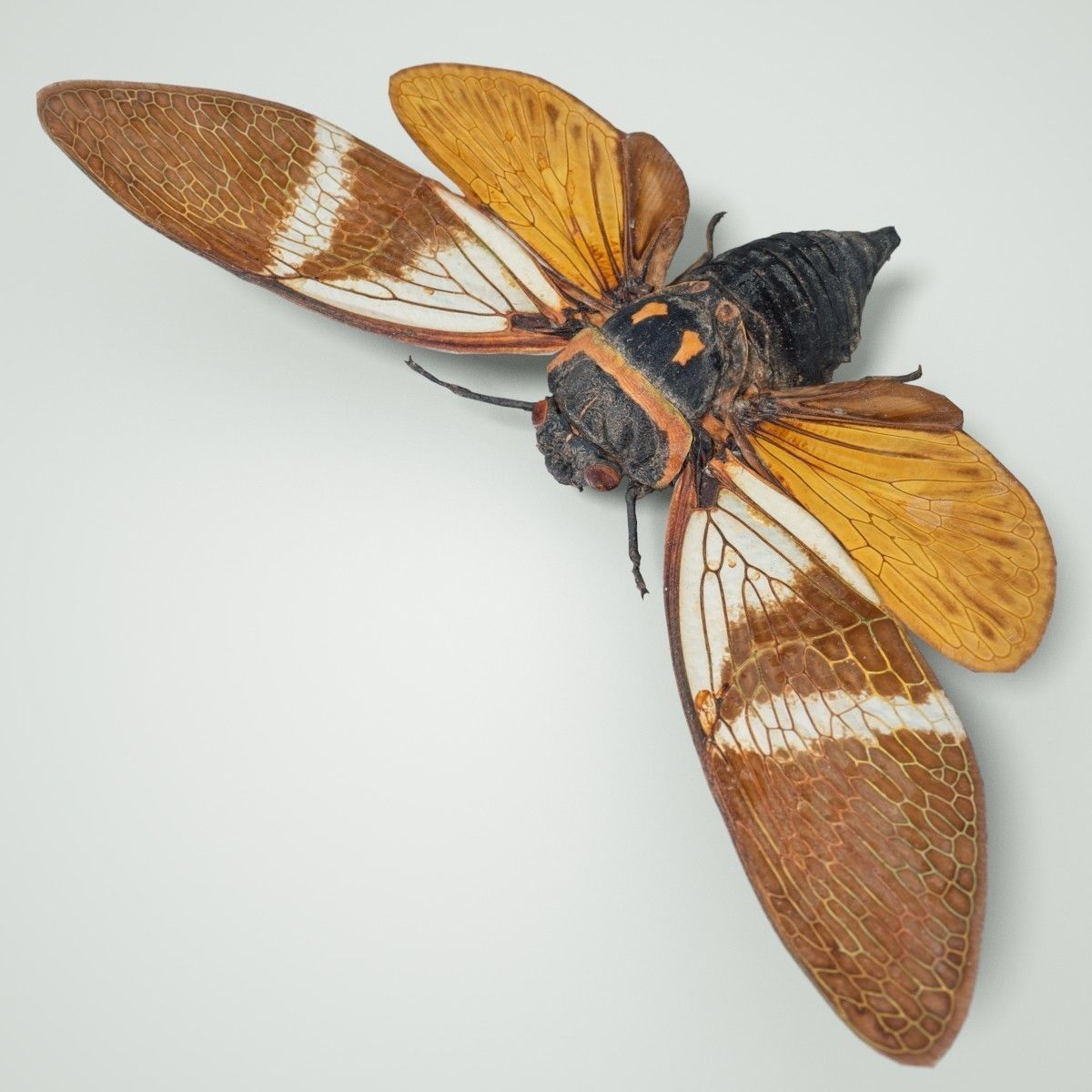 3D model Cicada Anhamia Floridula Vietnam Insect VR / AR / low-poly ...