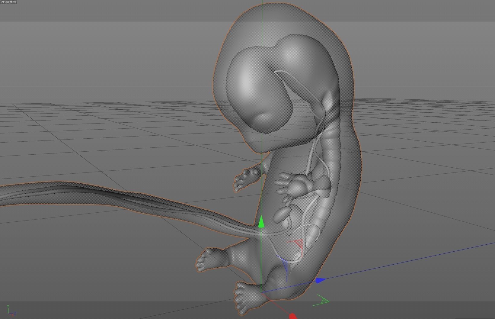 3D model Human embryo fetus with internal organs Animation of ...