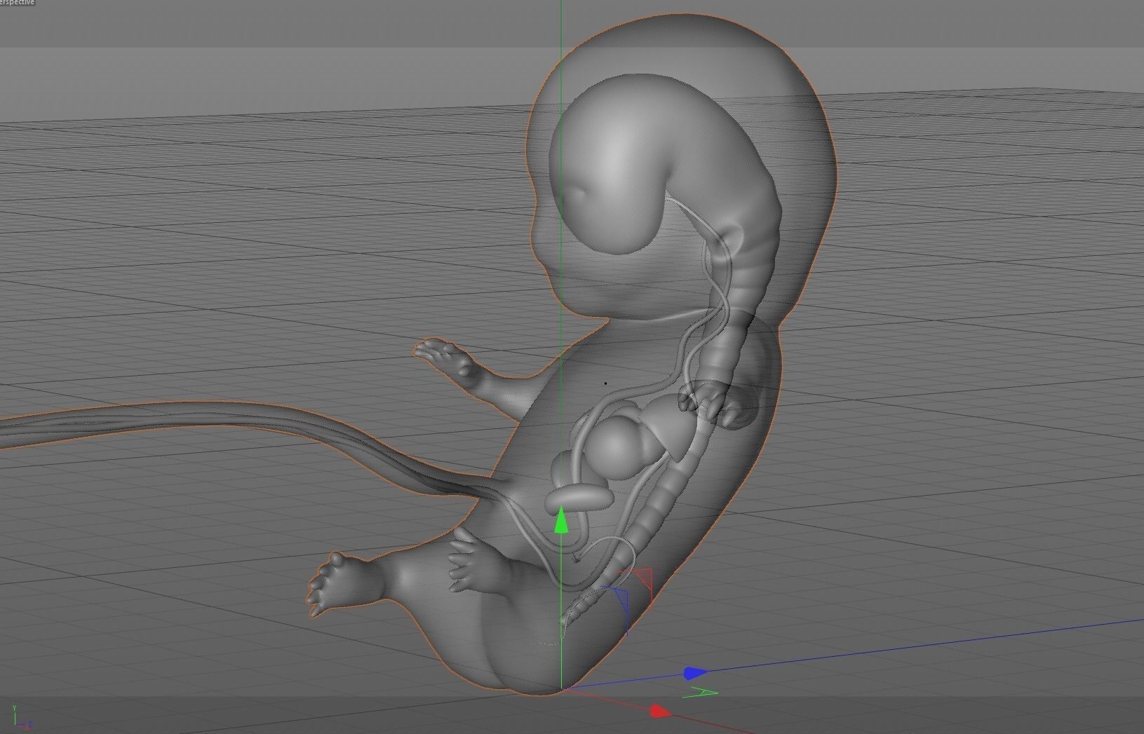 3D model Human embryo fetus with internal organs Animation of ...