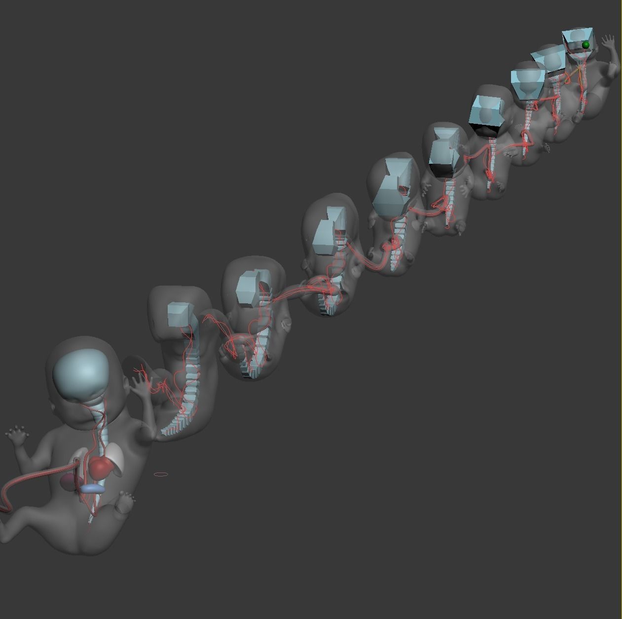 3D model Human embryo fetus with internal organs Animation of ...