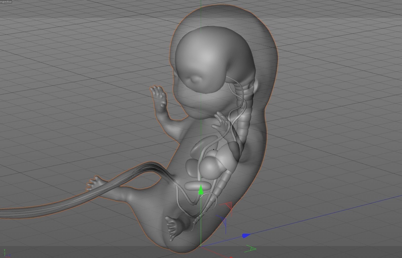 3D model Human embryo fetus with internal organs Animation of ...