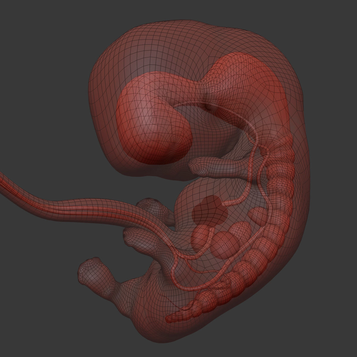 3D model Human embryo fetus with internal organs Animation of ...
