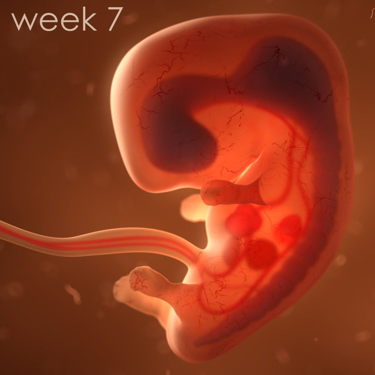 3D model Human embryo fetus with internal organs Animation of ...