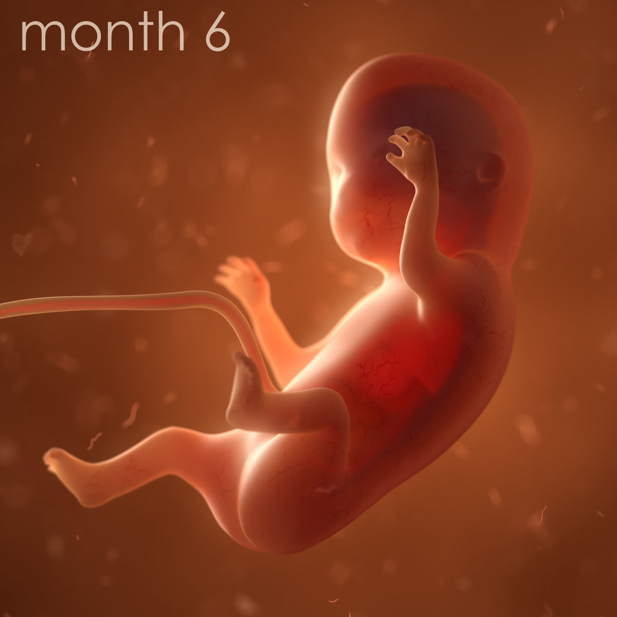 3D model Human embryo fetus with internal organs Animation of ...