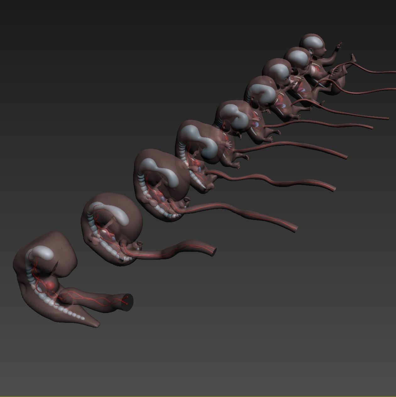 3D model Human embryo fetus with internal organs Animation of ...