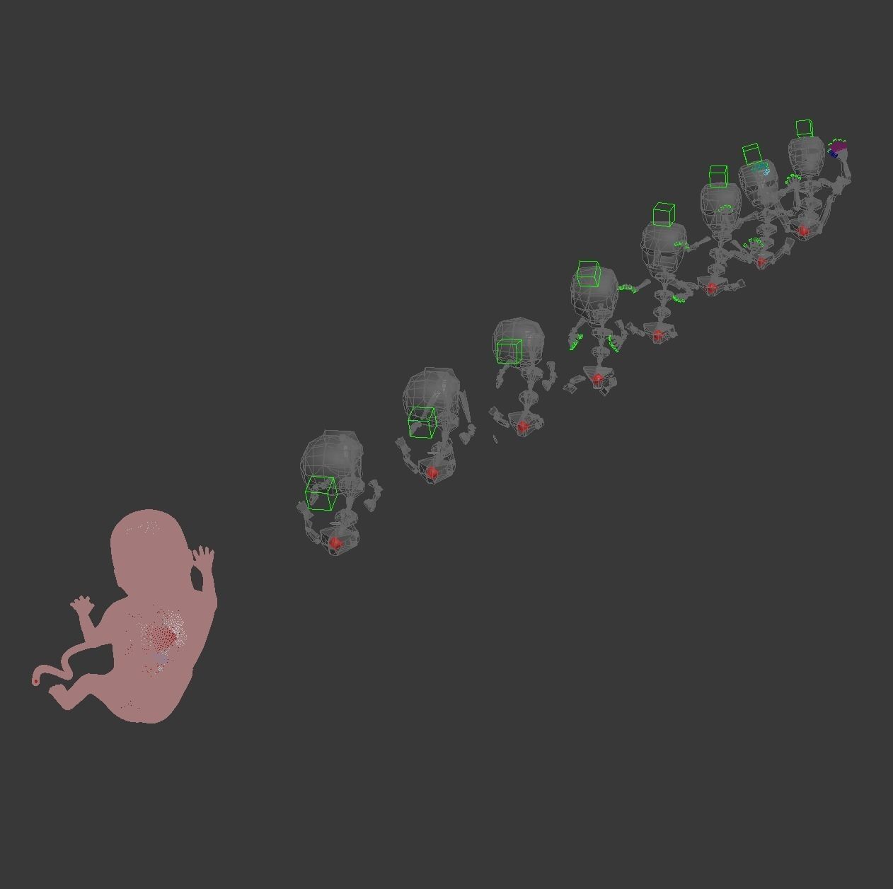 3D model Human embryo fetus with internal organs Animation of ...